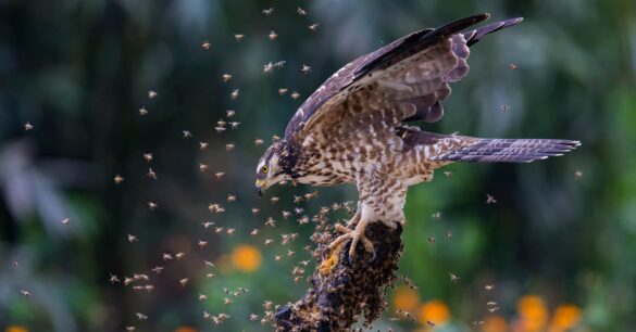 7 reasons to start birdwatching this spring in Israel | Touchpoint Israel