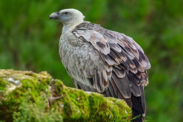 10 Best Israeli Shows and Films to Catch on Netflix | Touchpoint Israel