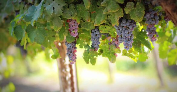Turning Vineyards into Clean Energy Sources | Touchpoint Israel