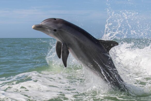 Why Yellow Ribbons? The Symbol of Hope for Hostages | Touchpoint Israel